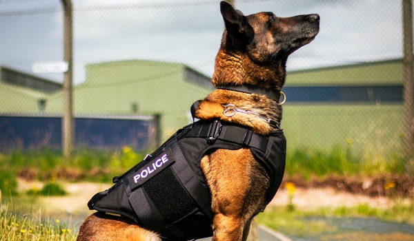 Police Professional | Staffordshire Police rolls out body armour for dogs